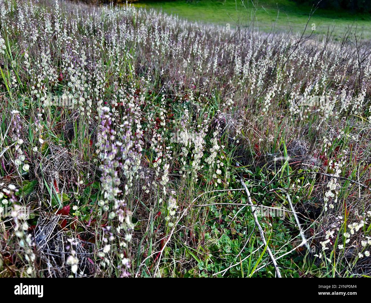 sand fringepod (Thysanocarpus curvipes Stock Photo - Alamy