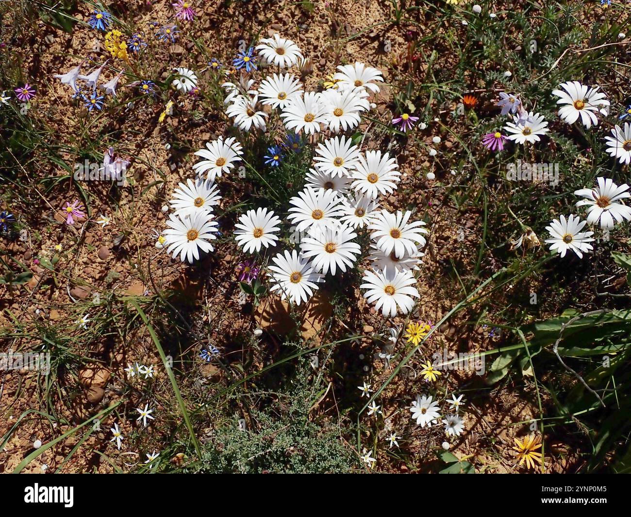 African oxeye (Dimorphotheca nudicaulis Stock Photo - Alamy
