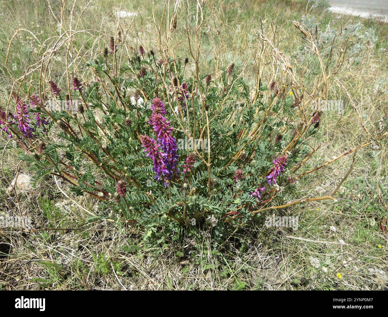 Two-grooved Milkvetch (Astragalus bisulcatus Stock Photo - Alamy