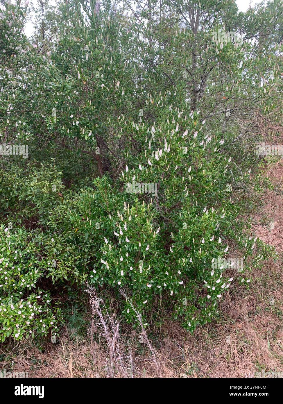 Buckwheat tree (Cliftonia monophylla Stock Photo - Alamy