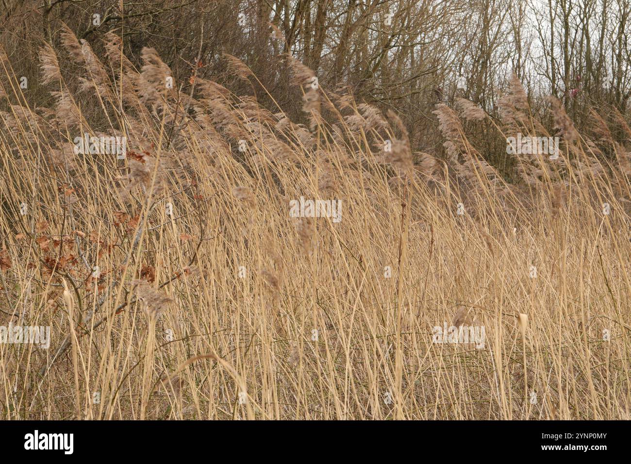 common reed (Phragmites australis Stock Photo - Alamy
