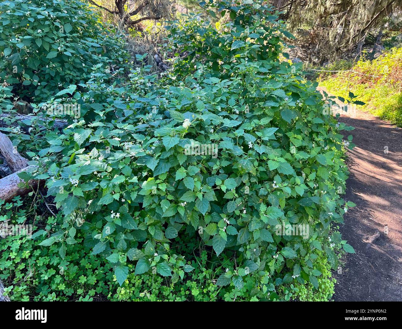 greenspot nightshade (Solanum douglasii Stock Photo - Alamy