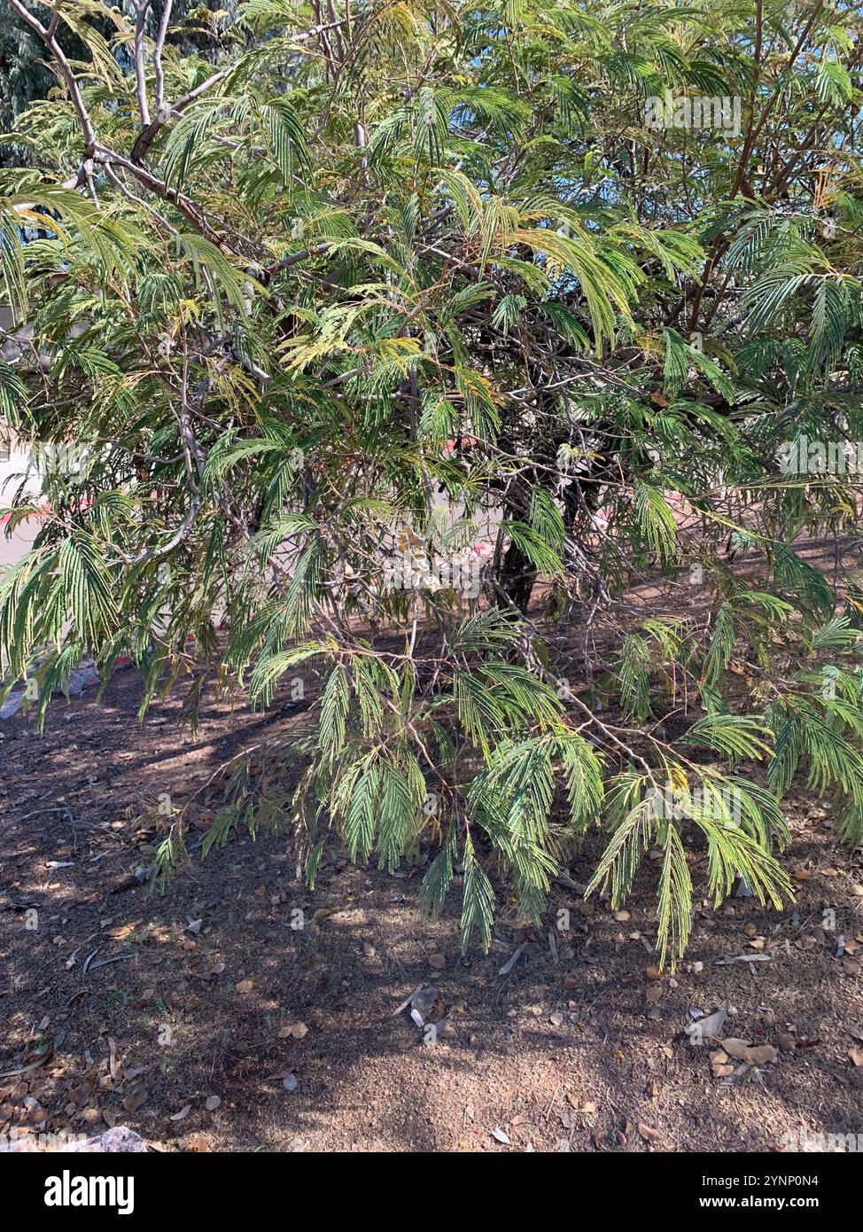 Acacias, Mimosas, mesquites, and allies (Mimosoideae Stock Photo - Alamy