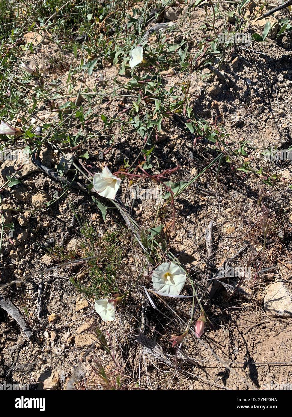 Pacific false bindweed (Calystegia purpurata purpurata Stock Photo - Alamy
