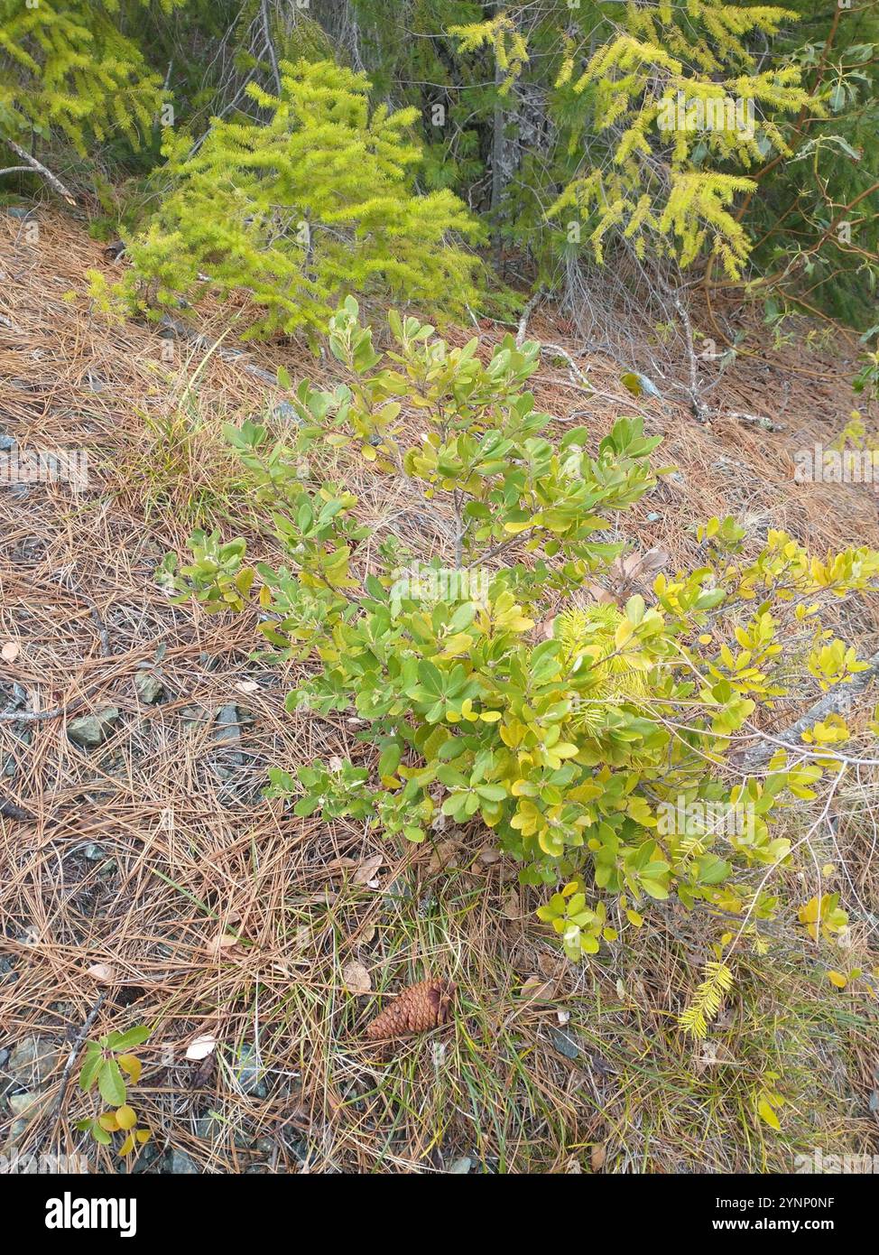 Tanoak (Notholithocarpus densiflorus Stock Photo - Alamy