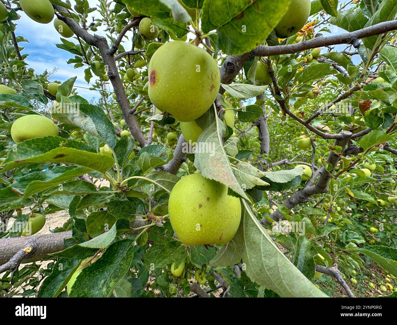 Apple orchard, rows of apple trees full of fruit ready for picking ...