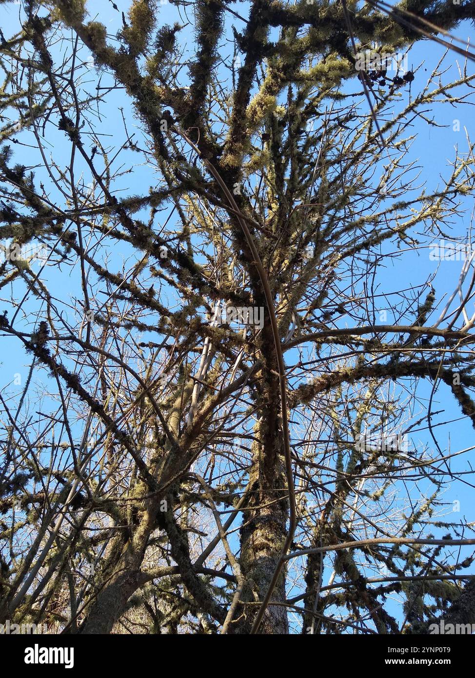 Oregon Ash (Fraxinus latifolia Stock Photo - Alamy