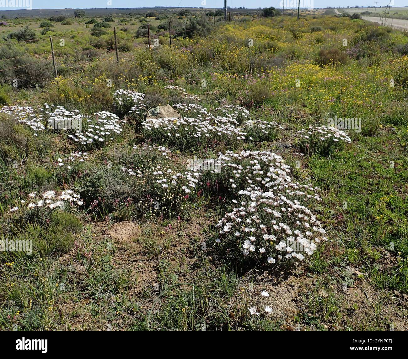 African oxeye (Dimorphotheca nudicaulis Stock Photo - Alamy