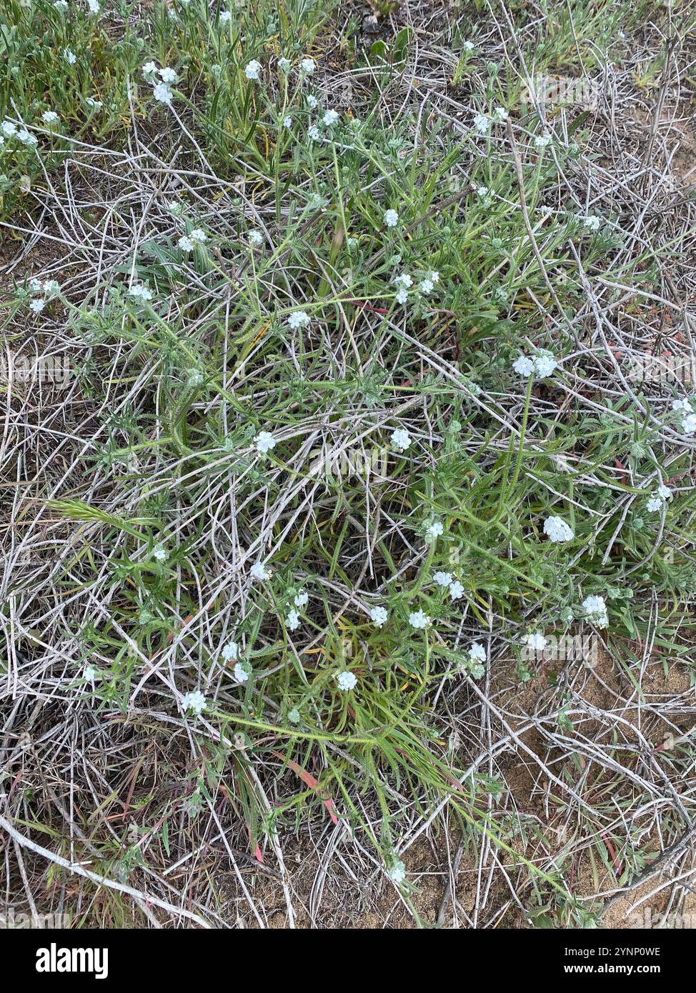 Clearwater cryptantha (Cryptantha intermedia Stock Photo - Alamy