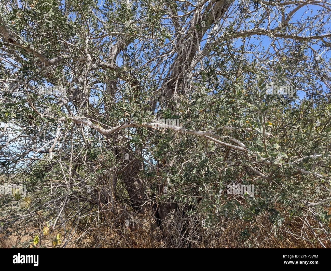 desert ironwood (Olneya tesota Stock Photo - Alamy