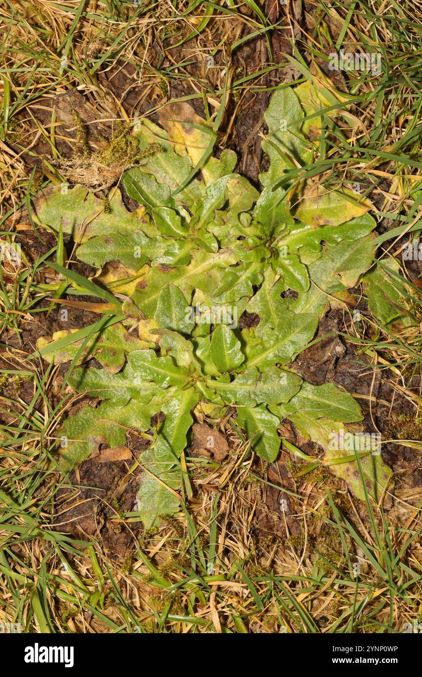 Common Cat's-ear (Hypochaeris radicata Stock Photo - Alamy