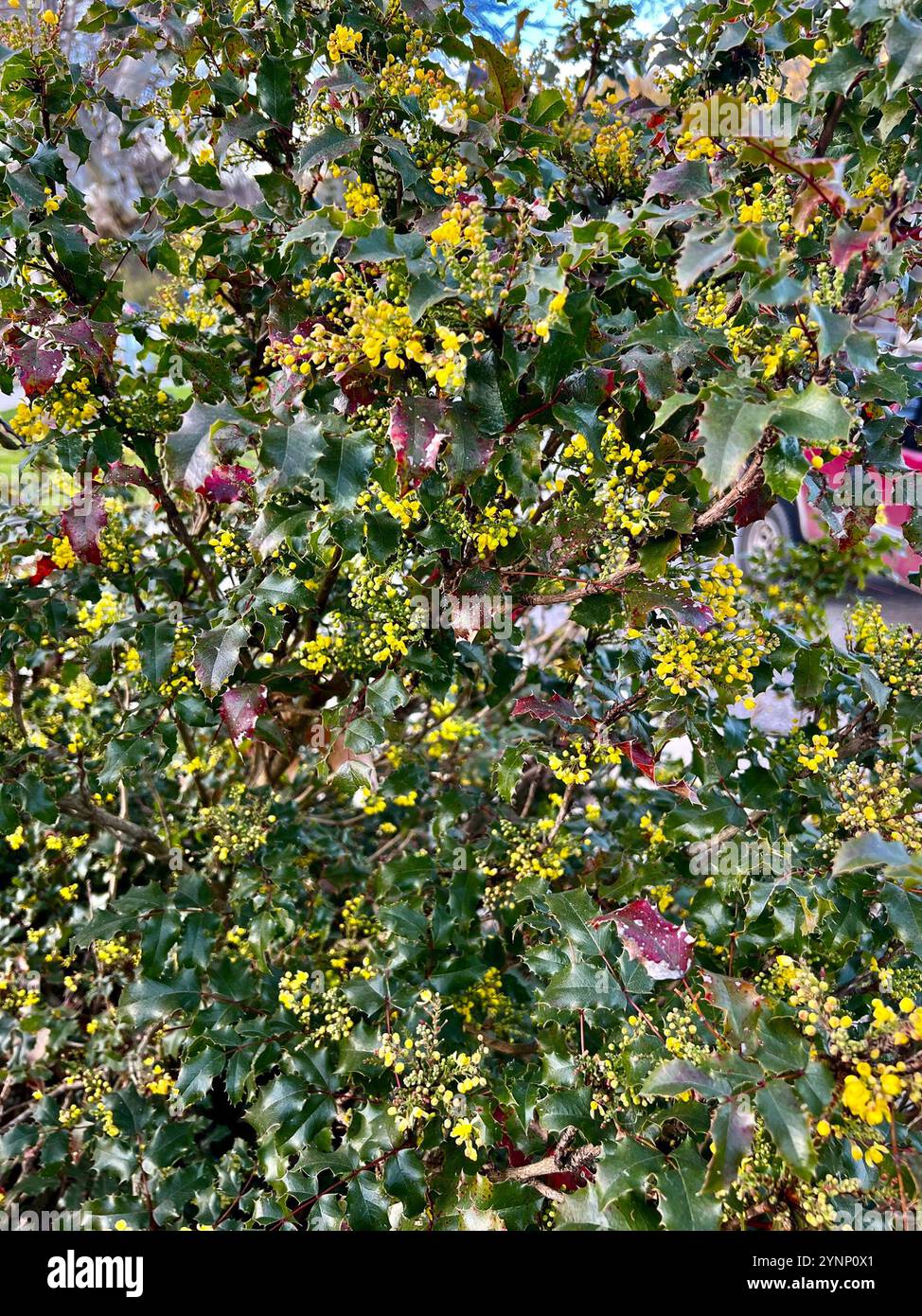 California barberry (Berberis pinnata Stock Photo - Alamy