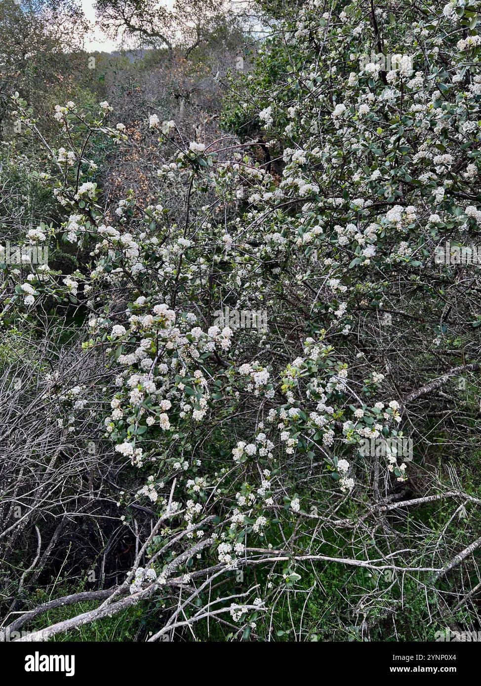 Buckbrush (Ceanothus cuneatus Stock Photo - Alamy