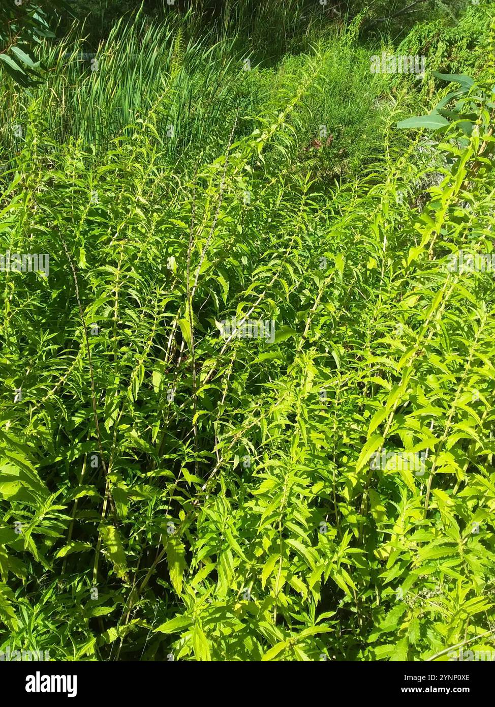 Australian gypsywort (Lycopus australis Stock Photo - Alamy