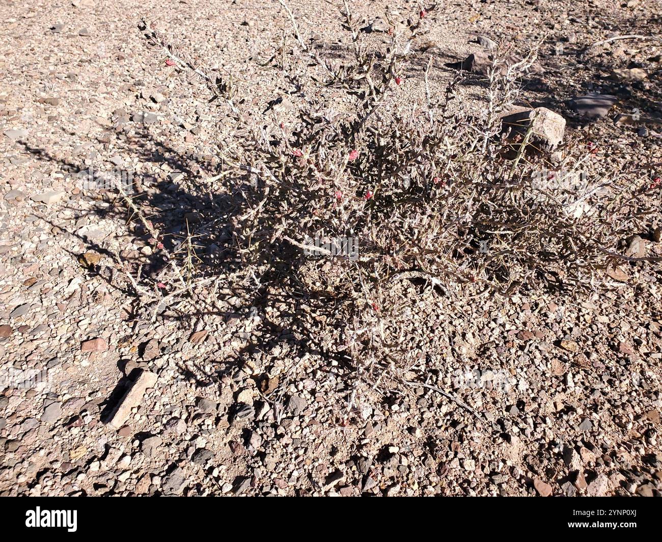 Christmas cholla (Cylindropuntia leptocaulis Stock Photo - Alamy