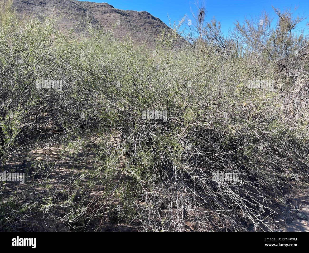 Anderson Thornbush (Lycium andersonii Stock Photo - Alamy