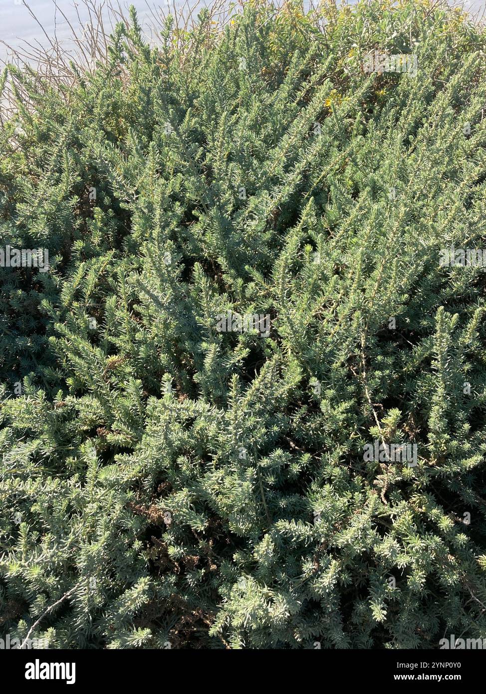 Woolly Seablite (Suaeda taxifolia Stock Photo - Alamy