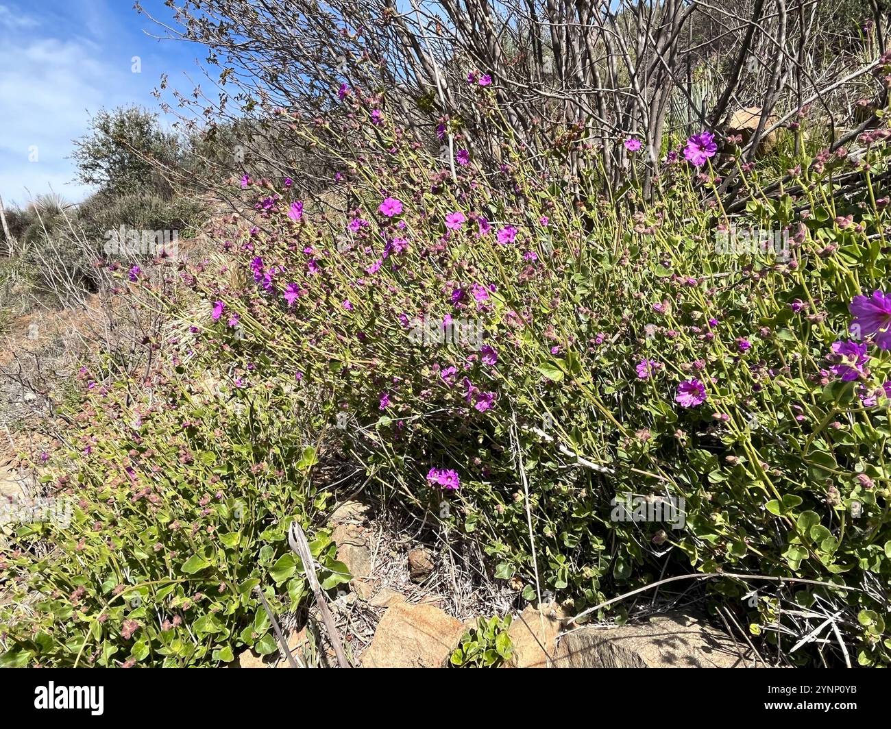 Wishbone Bush (Mirabilis laevis Stock Photo - Alamy
