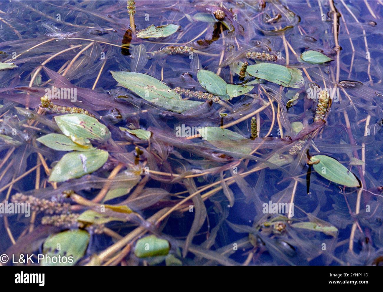 grass-leaved pondweed (Potamogeton gramineus Stock Photo - Alamy