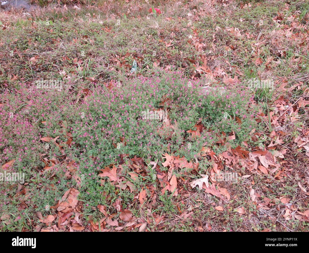 Common ramping fumitory hi-res stock photography and images - Alamy