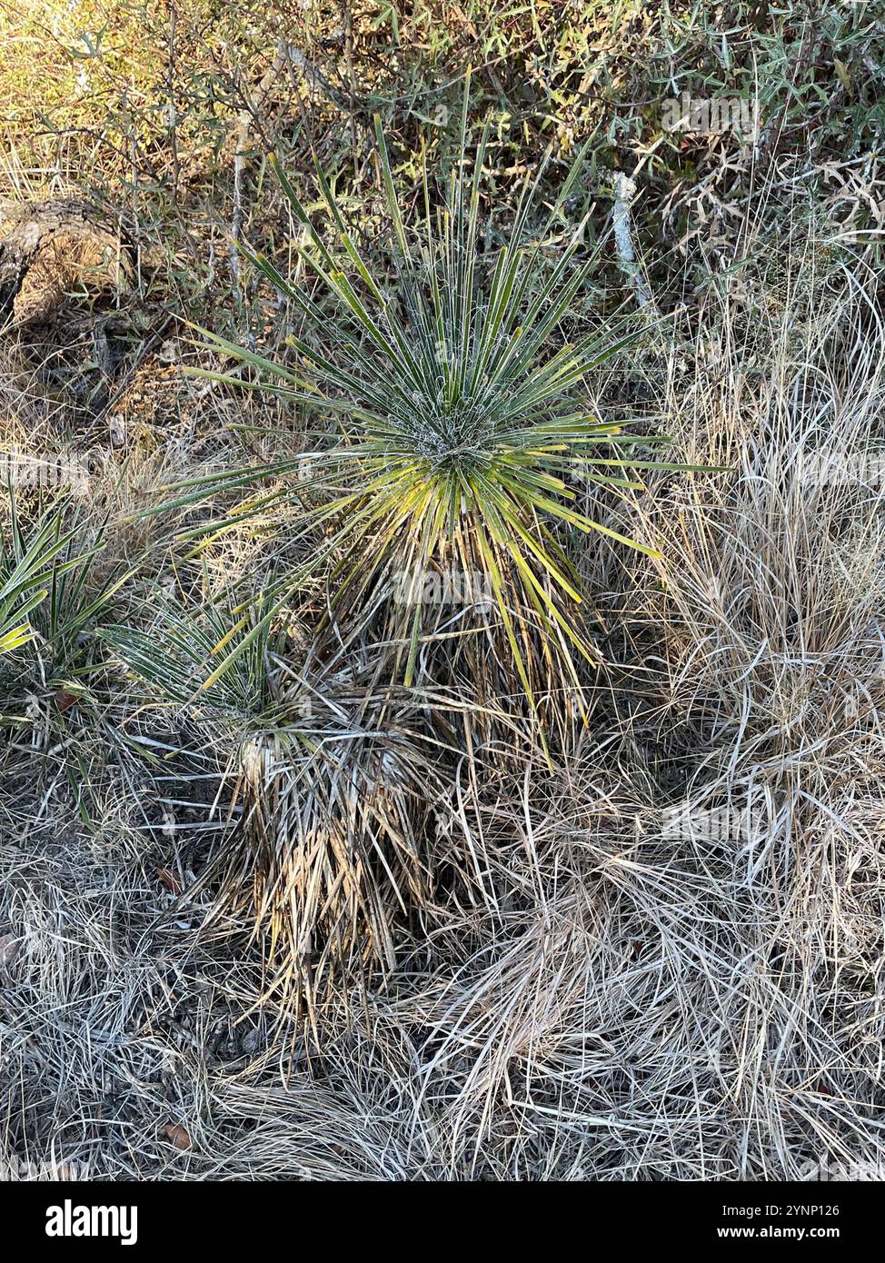 Yucca constricta hi-res stock photography and images - Alamy