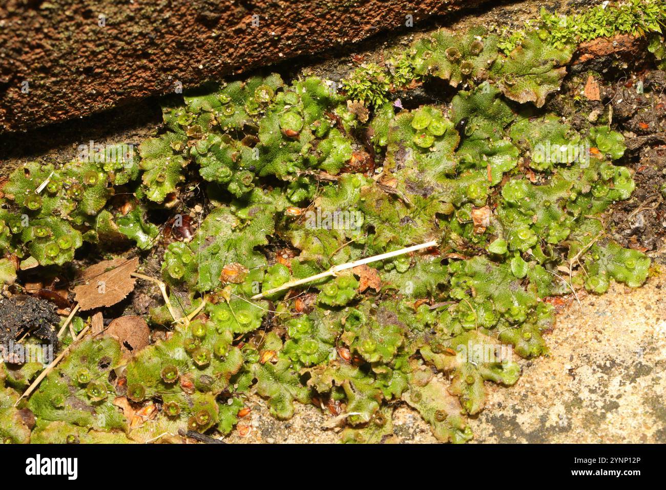 Common Liverwort (Marchantia polymorpha Stock Photo - Alamy
