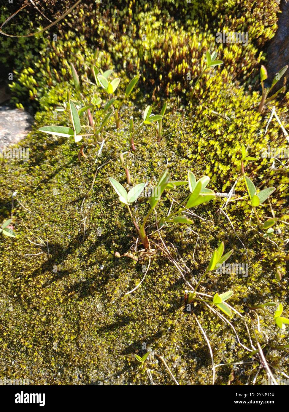 Bogbean (Menyanthes trifoliata Stock Photo - Alamy