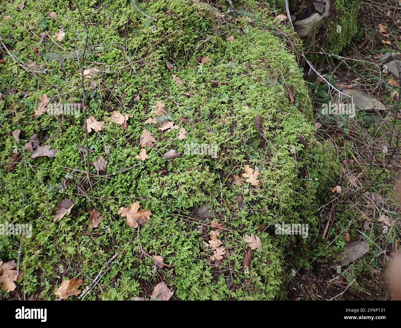 rough goose neck moss (Hylocomiadelphus triquetrus Stock Photo - Alamy
