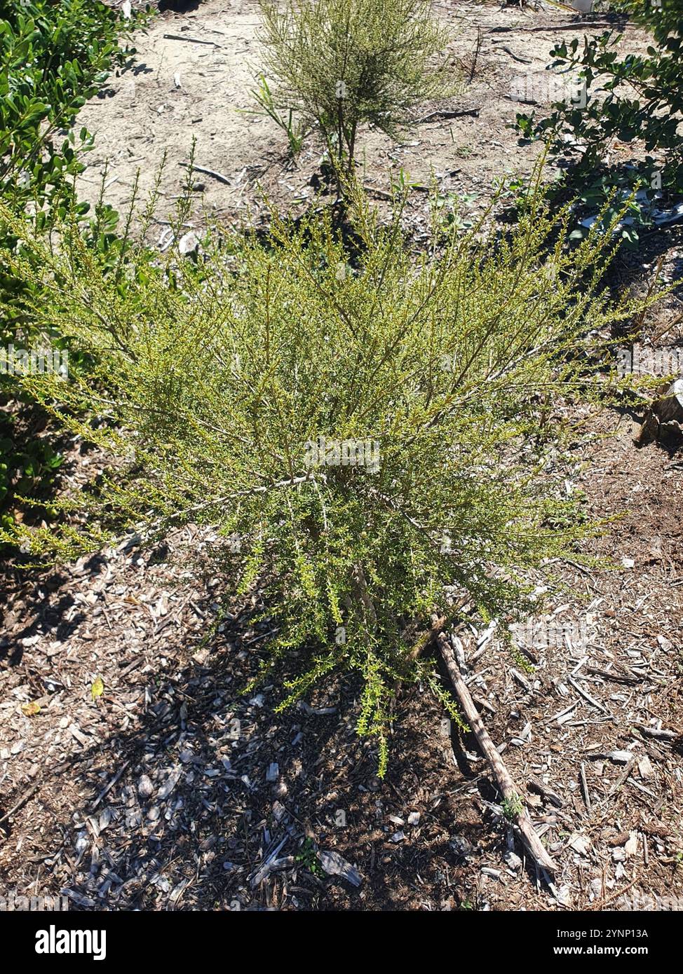 Coastal tree daisy (Olearia solandri Stock Photo - Alamy