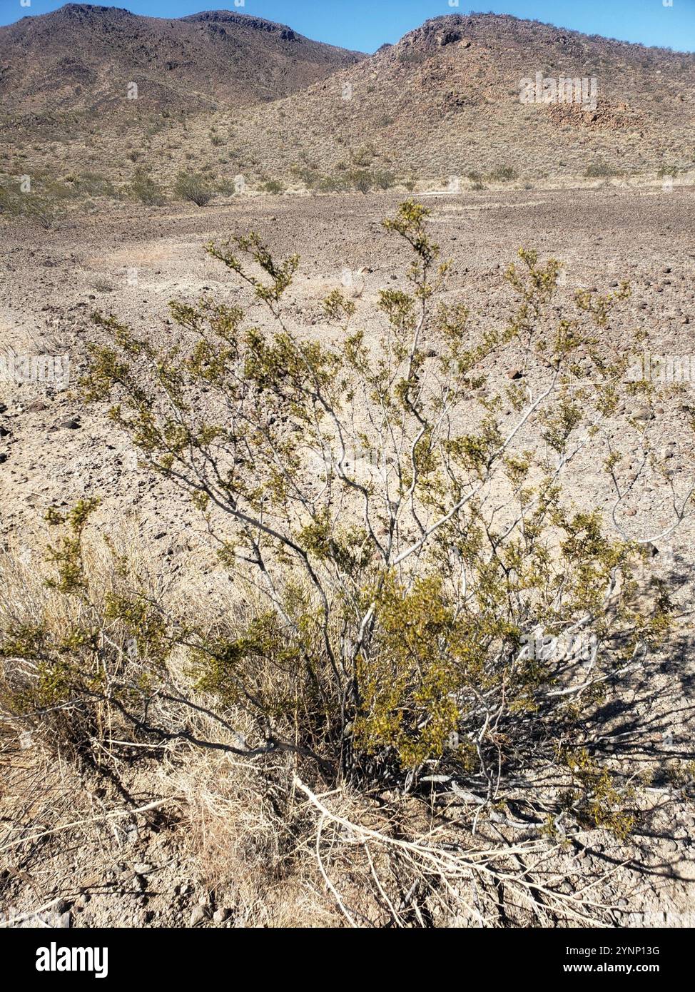 Creosote Bush (Larrea tridentata Stock Photo - Alamy