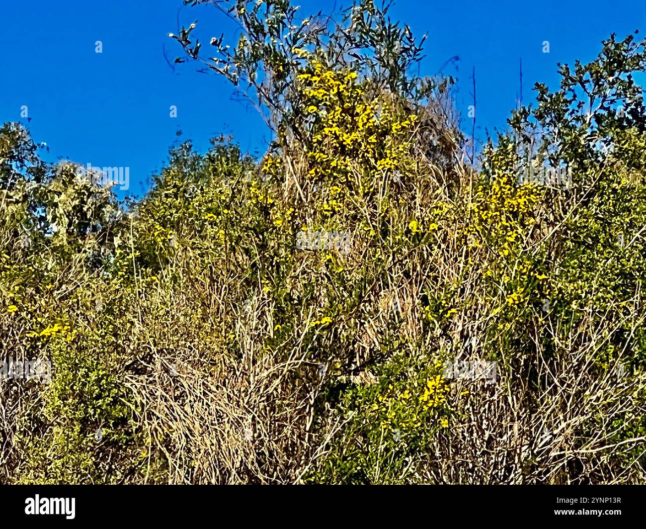 French broom (Genista monspessulana Stock Photo - Alamy