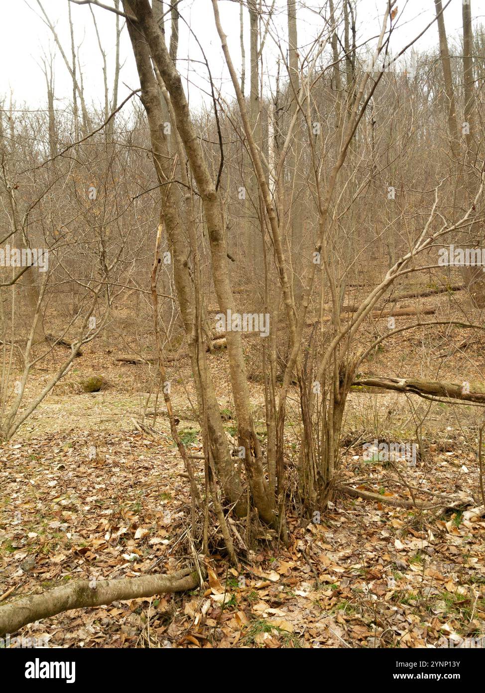 smooth alder (Alnus serrulata Stock Photo - Alamy