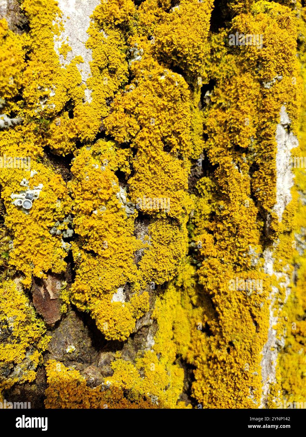 common lichens (Lecanoromycetes Stock Photo - Alamy