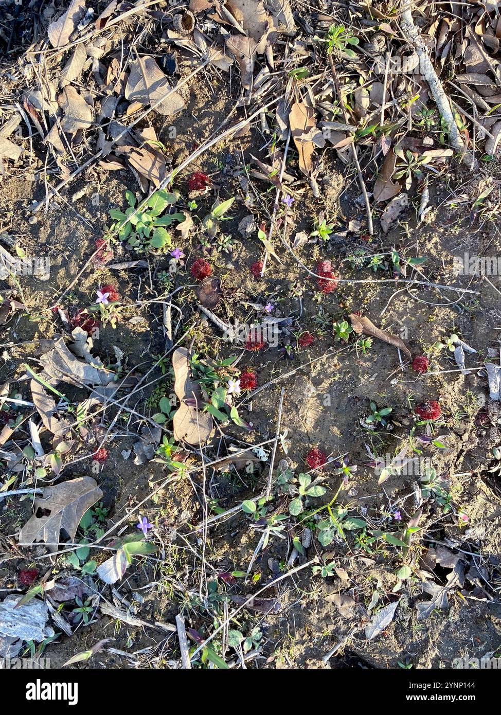 dwarf sundew (Drosera brevifolia Stock Photo - Alamy