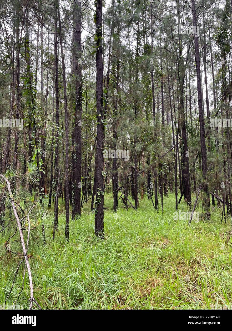 slash pine (Pinus elliottii Stock Photo - Alamy