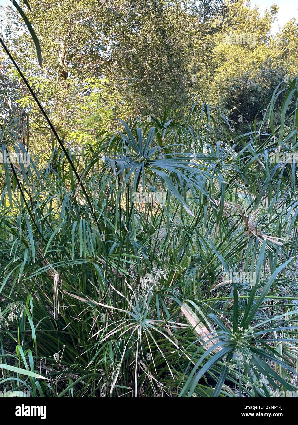 Umbrella Papyrus (Cyperus alternifolius Stock Photo - Alamy