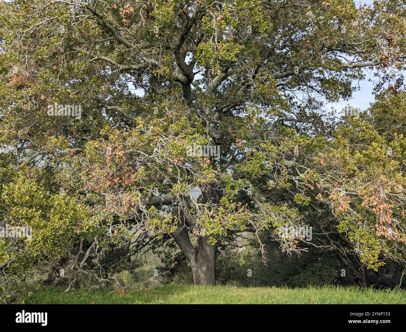 coast live oak (Quercus agrifolia Stock Photo - Alamy