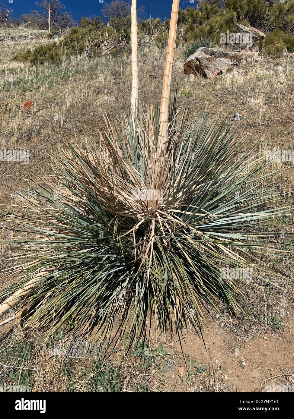 chaparral yucca (Hesperoyucca whipplei Stock Photo - Alamy