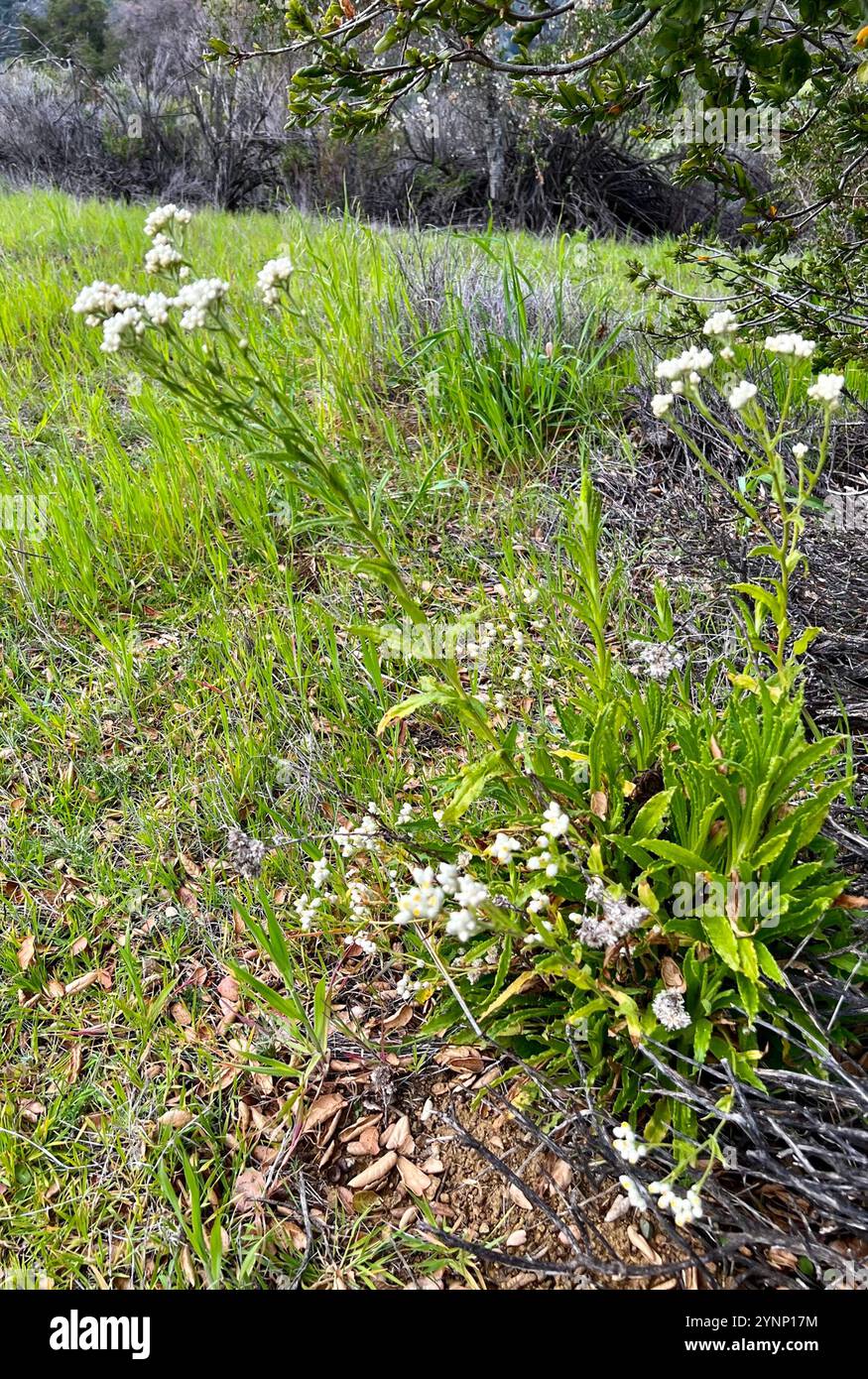 California cudweed (Pseudognaphalium californicum Stock Photo - Alamy