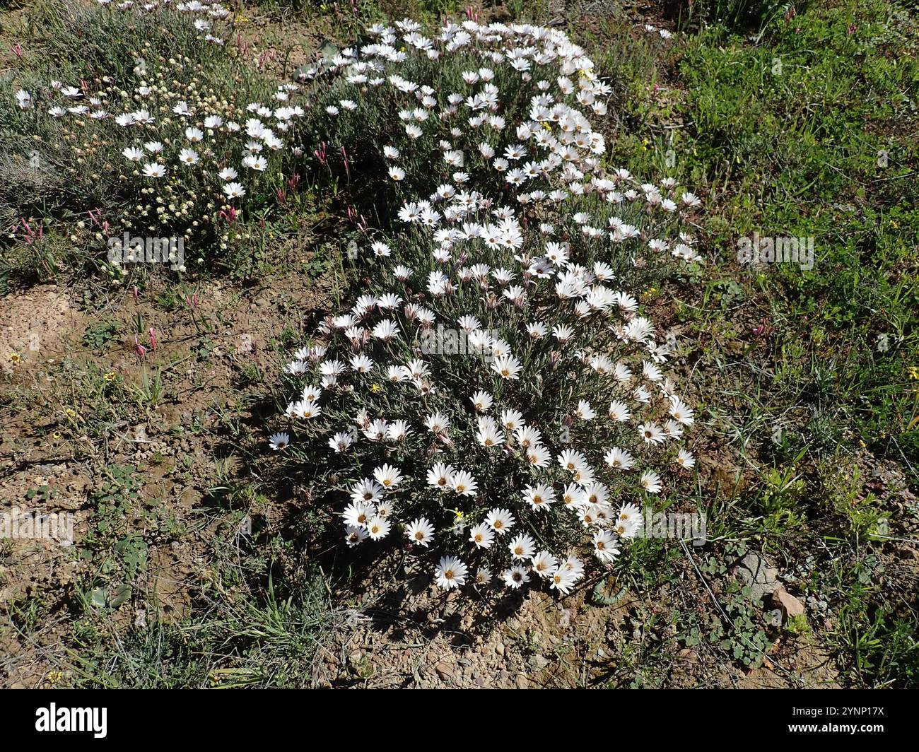 African oxeye (Dimorphotheca nudicaulis Stock Photo - Alamy