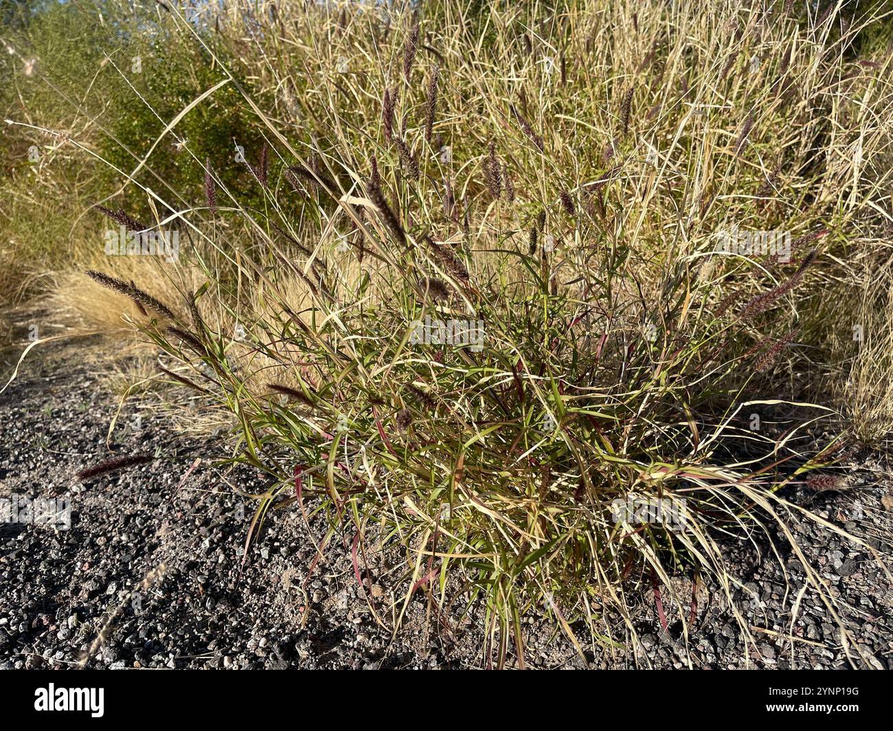 buffelgrass (Cenchrus ciliaris Stock Photo - Alamy