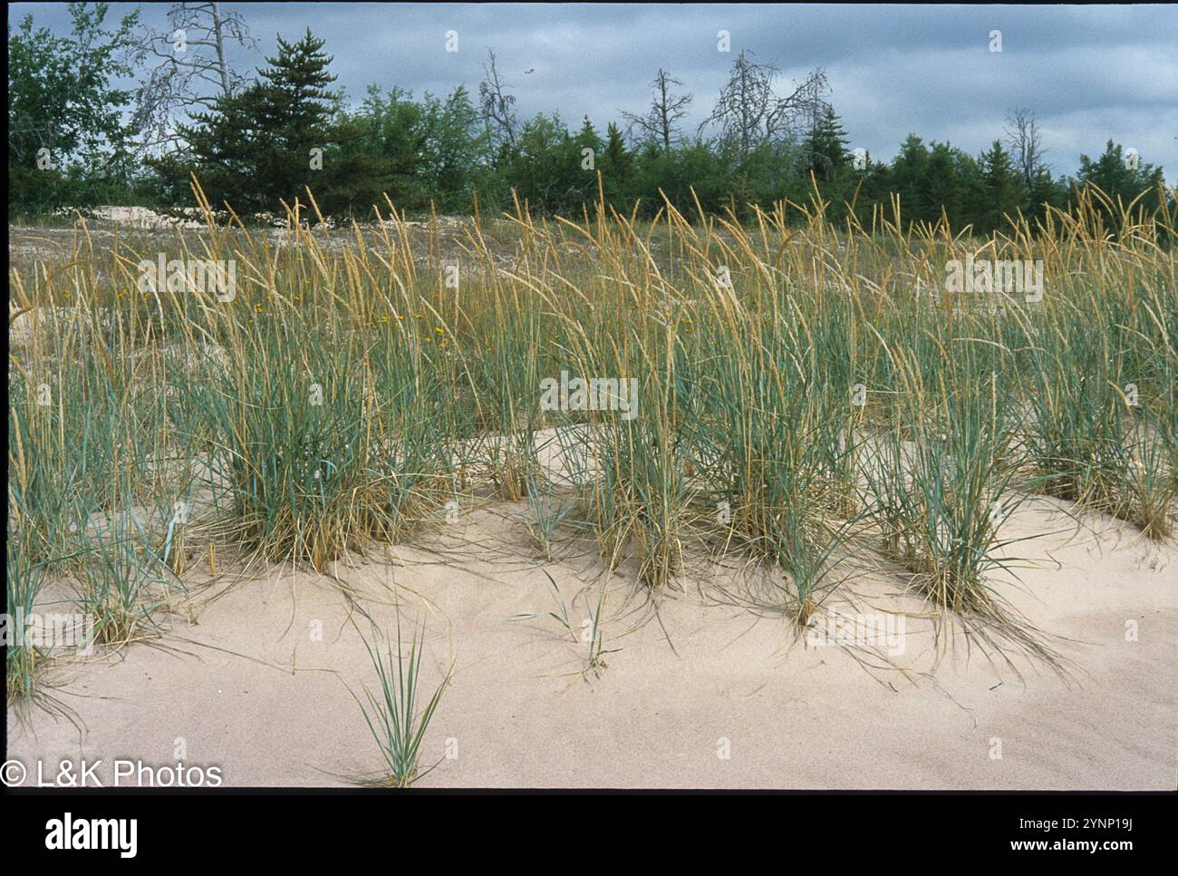 American dune grass leymus mollis hi-res stock photography and images ...
