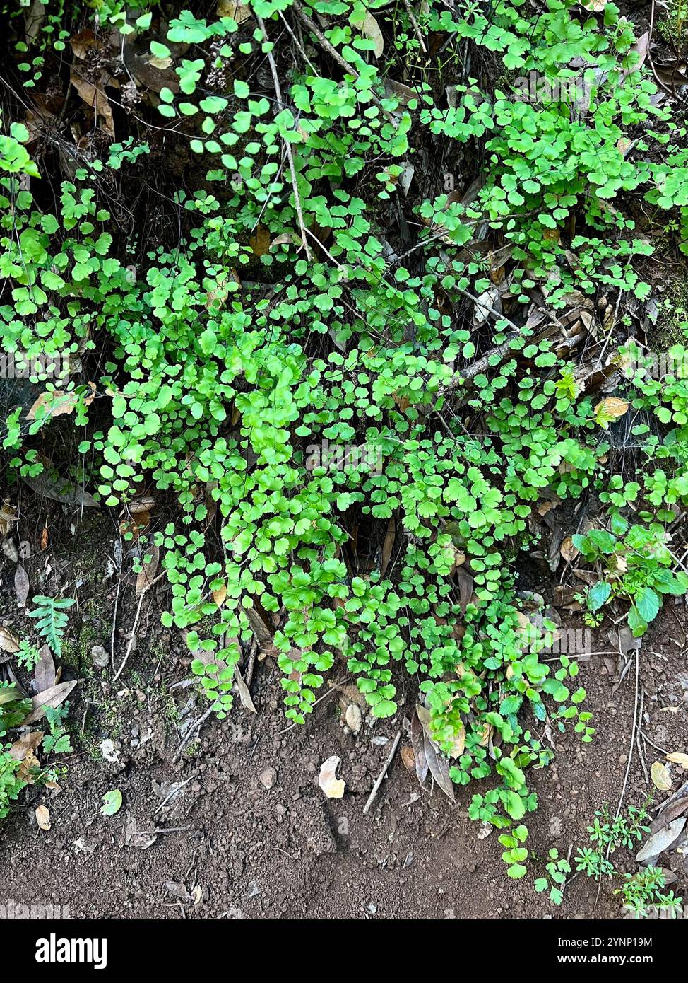 California Maidenhair Fern (Adiantum jordanii Stock Photo - Alamy