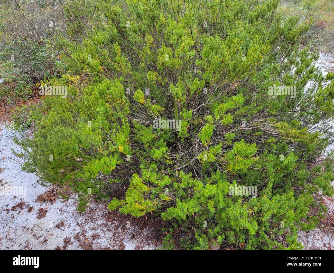 Ceratiola ericoides hi-res stock photography and images - Alamy