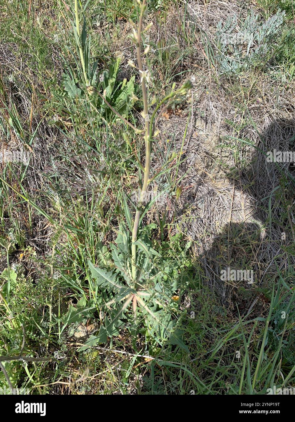 California mustard (Caulanthus lasiophyllus Stock Photo - Alamy