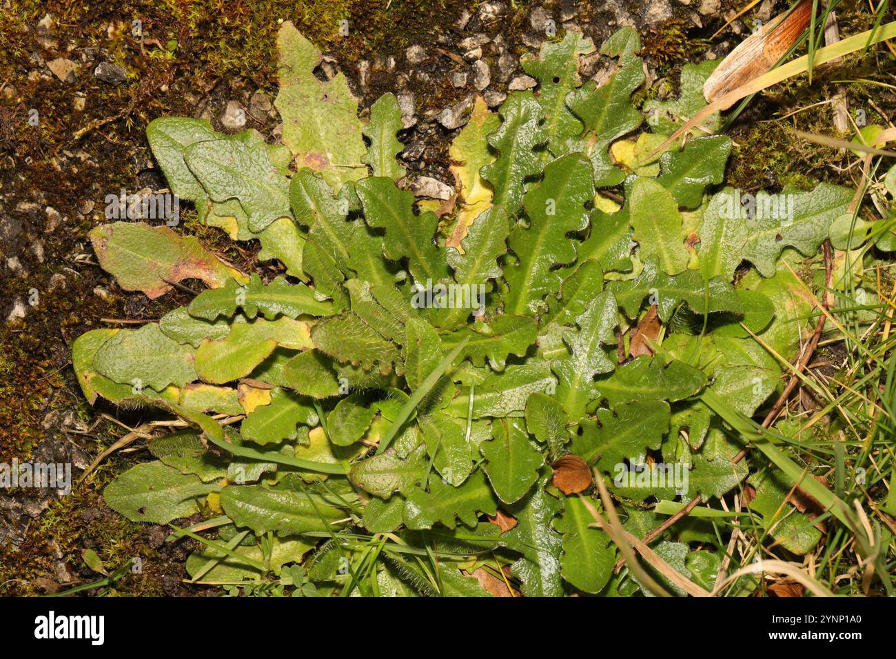 Common Cat's-ear (Hypochaeris radicata Stock Photo - Alamy