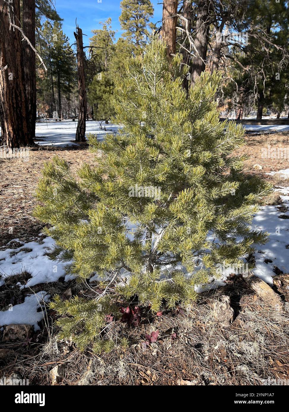 Colorado Pinyon (Pinus edulis Stock Photo - Alamy