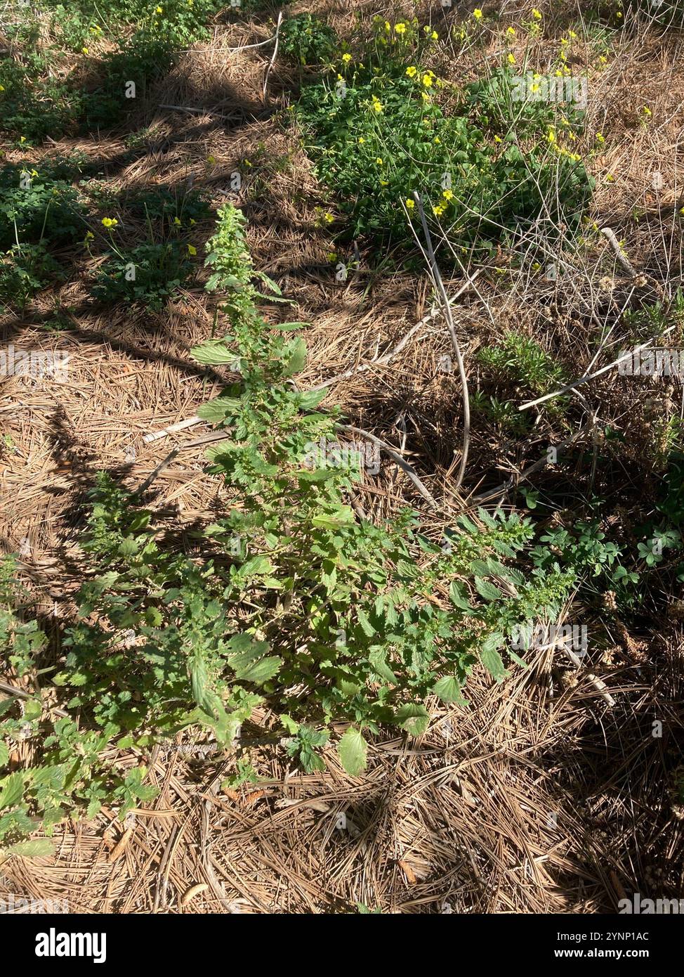 Dwarf Nettle (Urtica urens Stock Photo - Alamy