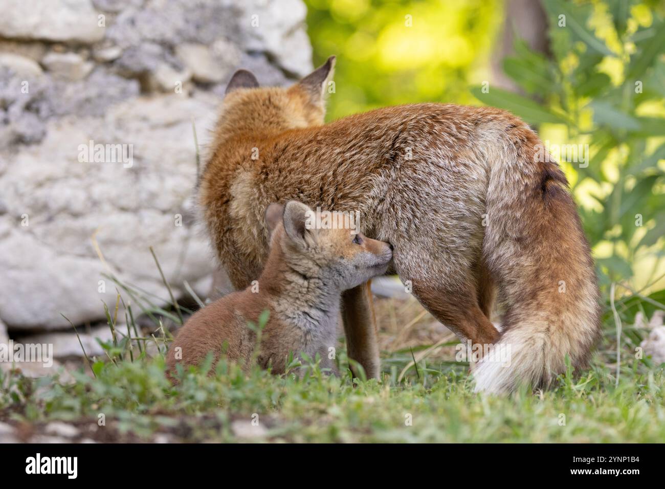 Fox and cubs sunset hi-res stock photography and images - Alamy