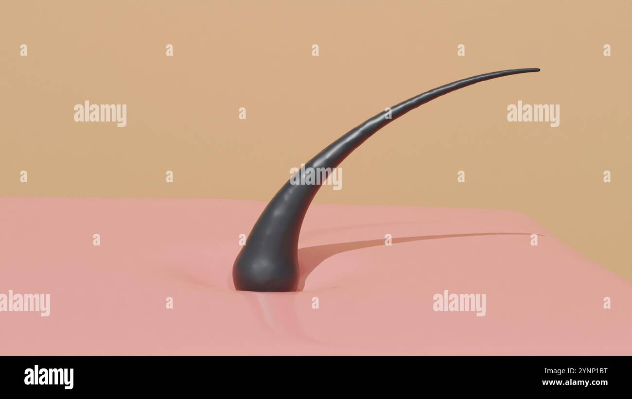 3D Illustration of a Human Hair Follicle. A human hair follicle is a ...